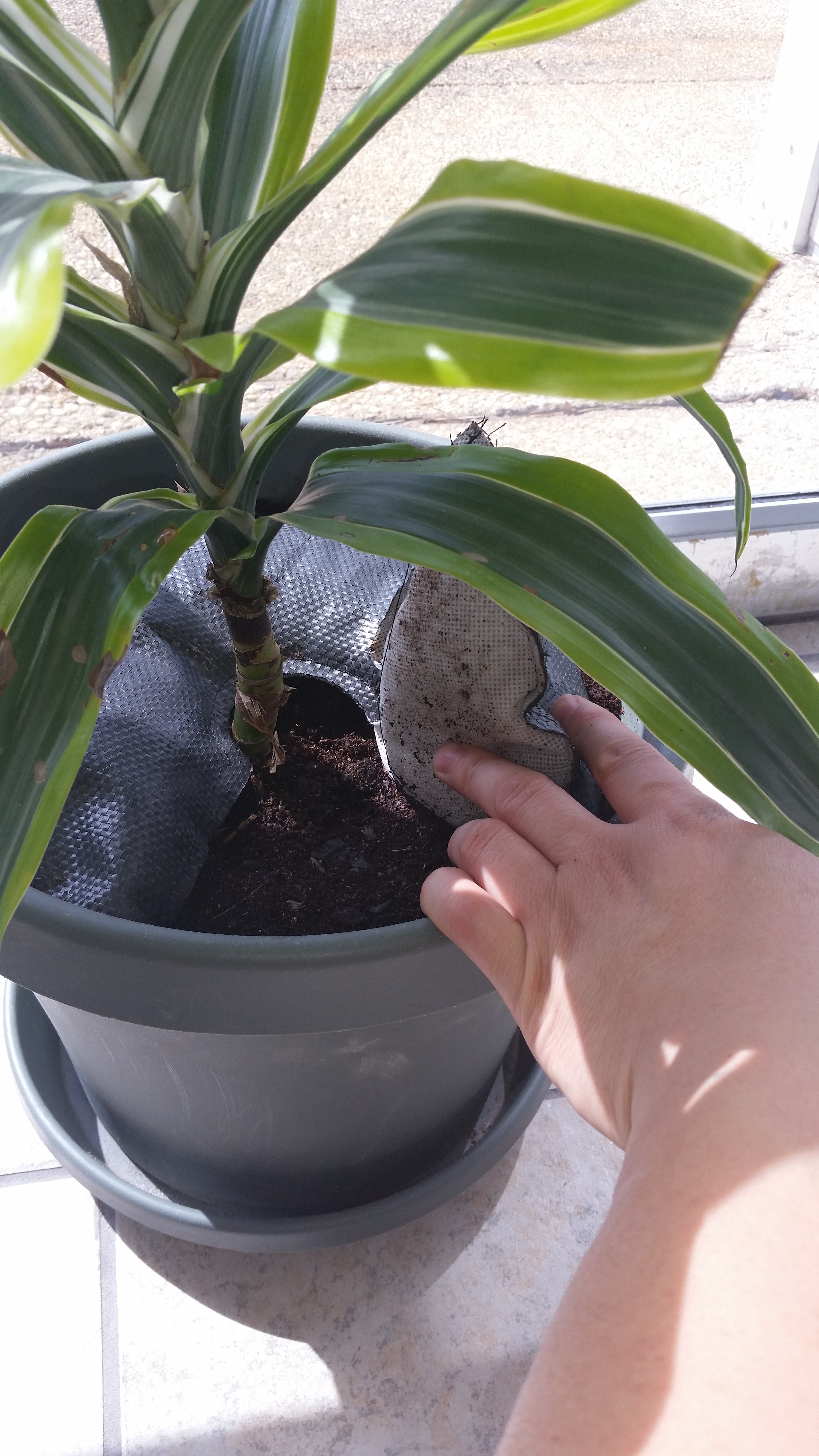 SteadySpring 12" Watering Mats – Smart Spring