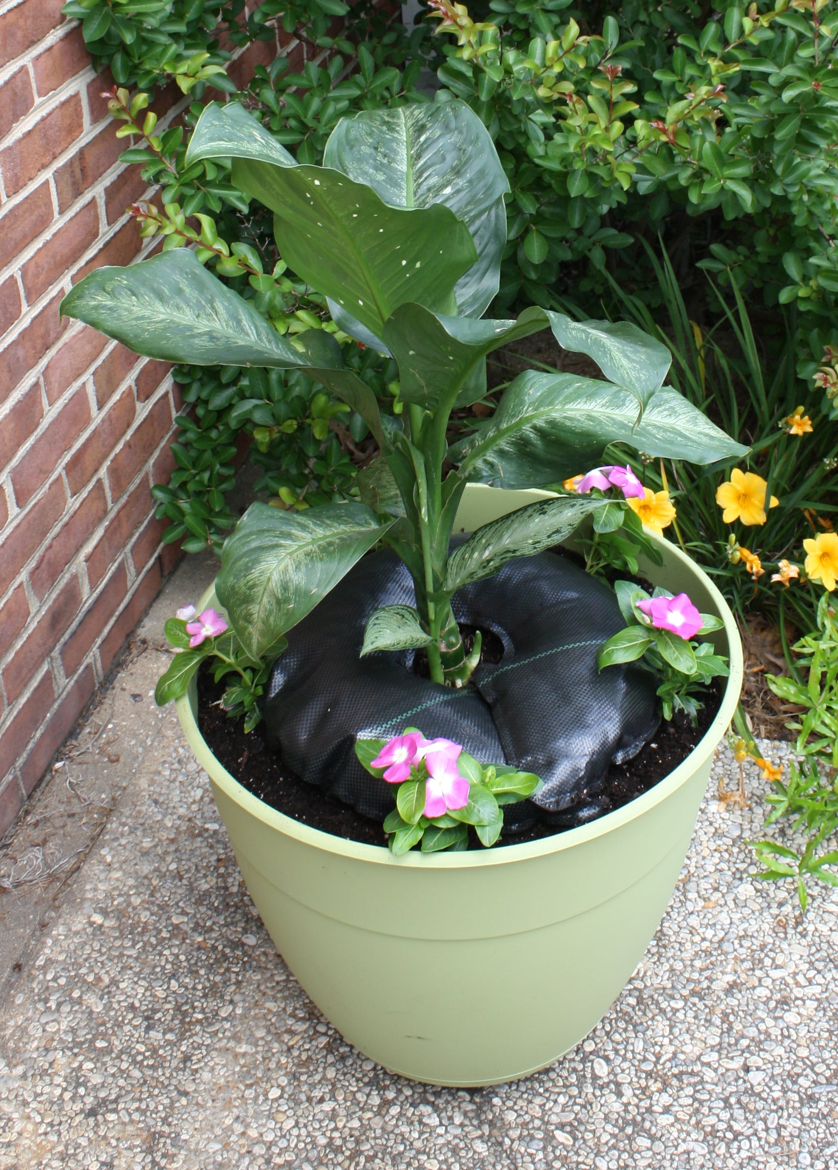 SteadySpring 12" Watering Mats – Smart Spring